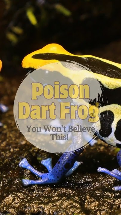The Deadly Poison Dart Frog! #funlearning #WildFactExplorers # ...