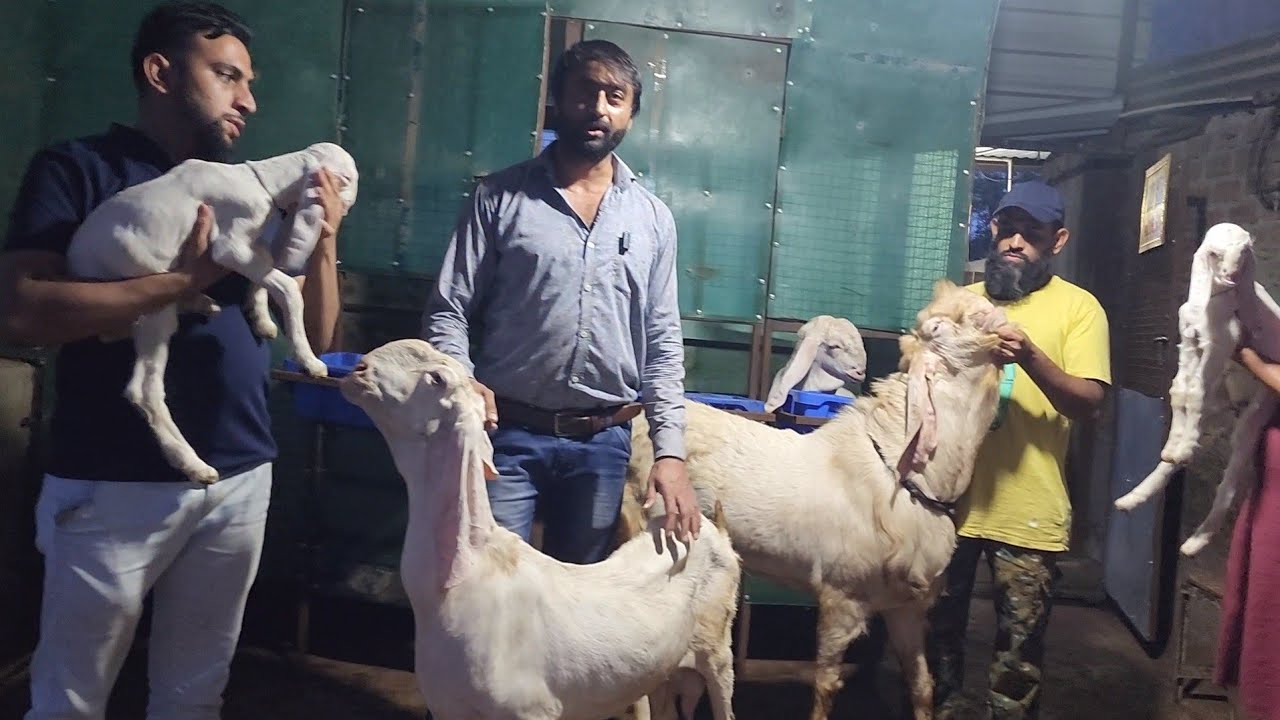 Patira Terrace Breeding Setup In Indore | Top Patira Breeder With ...