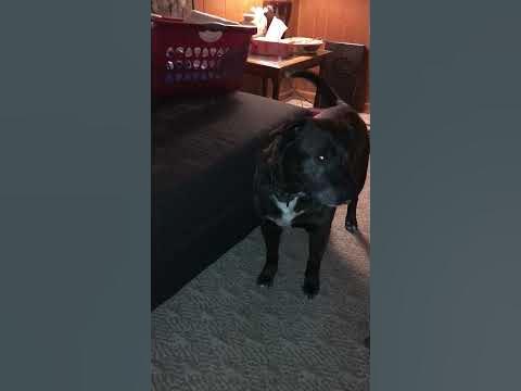 Bubba wants to go outside #dogshorts - YouTube