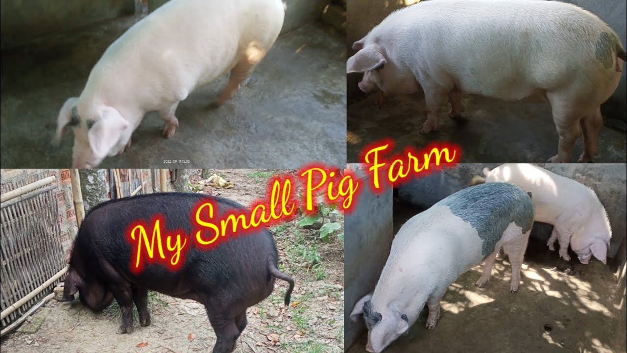 my small pig farm/pig farm in assam - YouTube