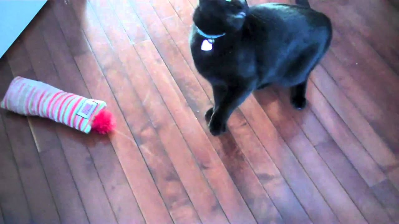 Reversed Life 2: Reversed Cats - YouTube