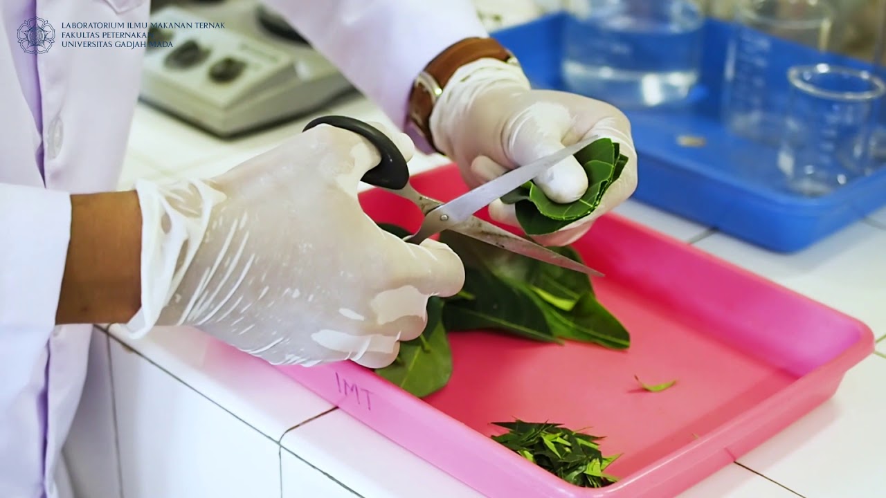 NUTRISI RUMINANSIA: [3] Pembuatan Infusa Daun - YouTube