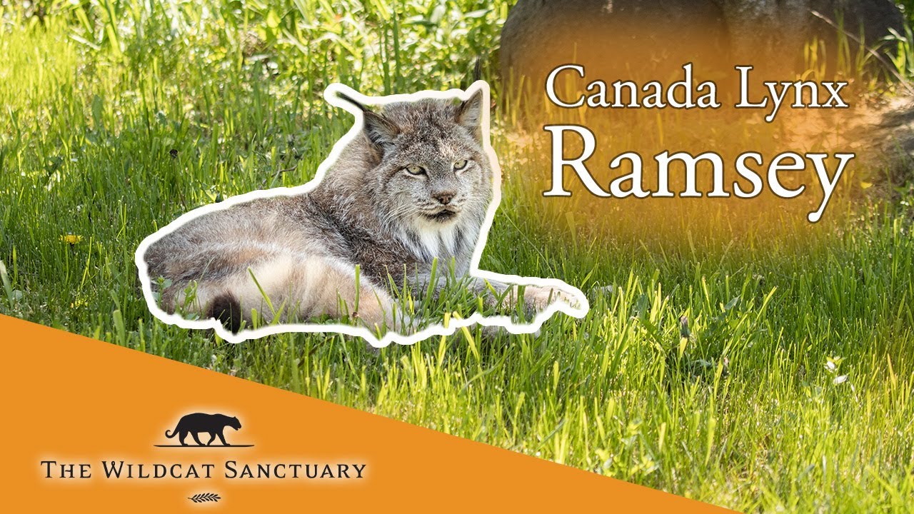 Watch Canada Lynx Ramsey || The Wildcat Sanctuary - YouTube