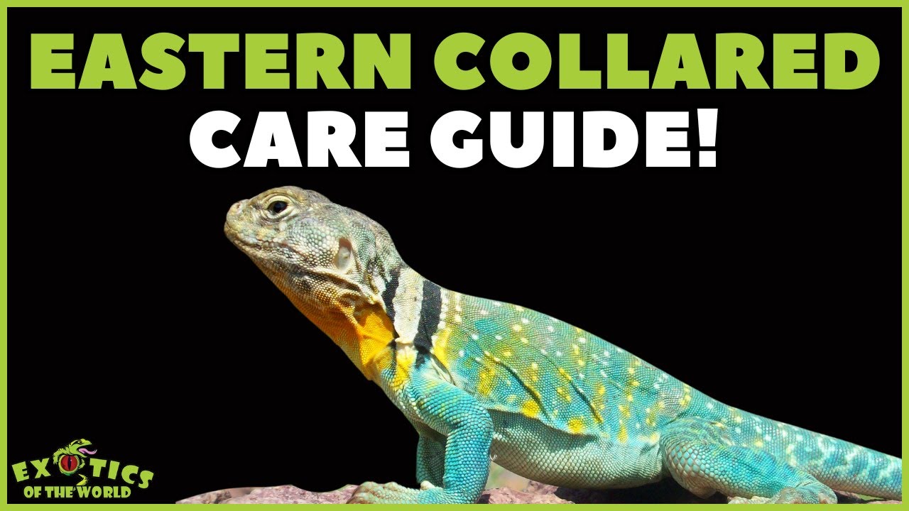 Collared Lizard Care Guide - How To Take Care Of A Yellow Eastern Collared Lizard - YouTube