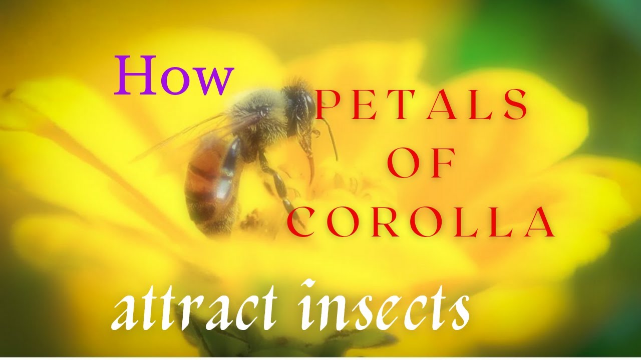 #calyx How does Corolla attract insects? - YouTube