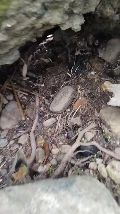 Unearthing the Past: Fossils & Minerals" - YouTube