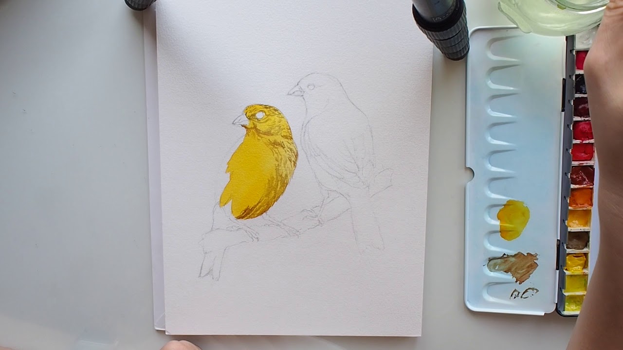 Canary birds Watercolor Painting demo class - YouTube
