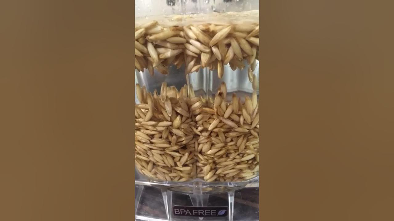 Лучшее в мире молоко из овса в шелухе! 🌾 Чистая и здоровая печень ...