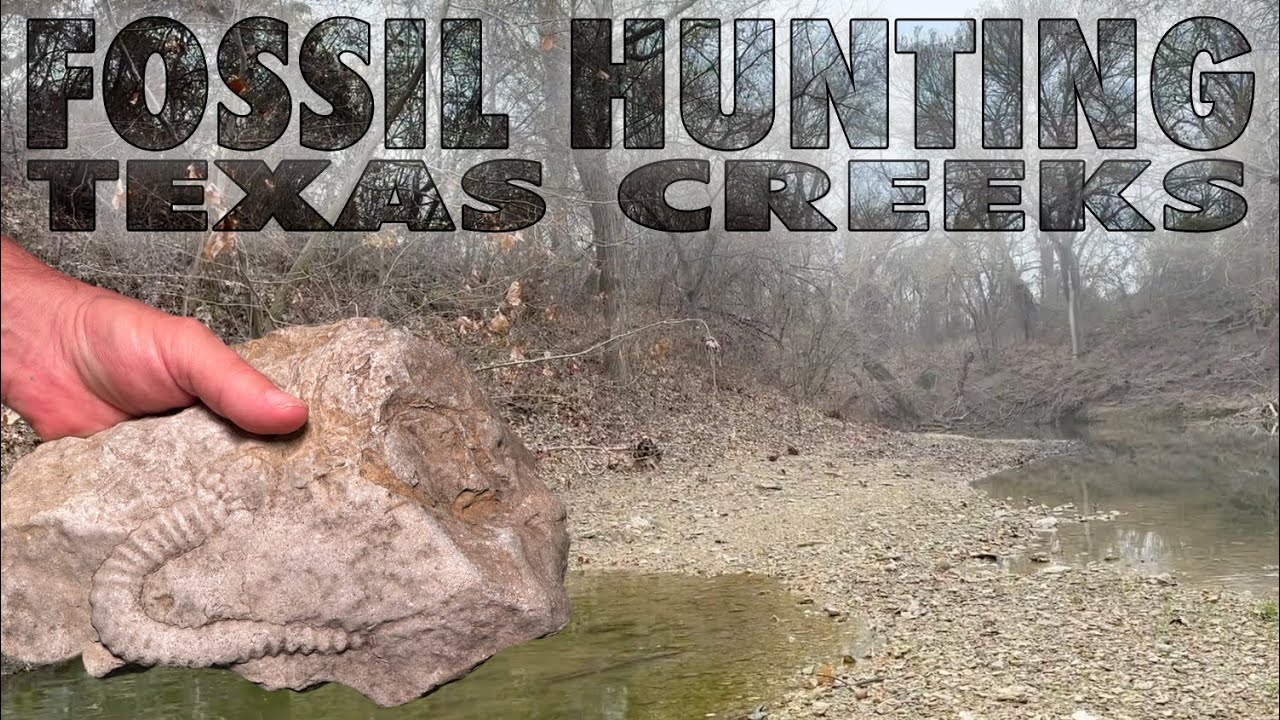 Fossil Hunting Texas Creeks - We found a Rare HAMITE AMMONITE - YouTube