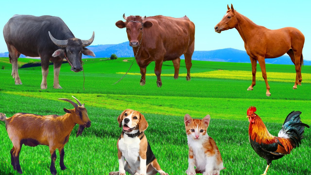 Benefits of farm animals: sheep, cows, goats, chickens, pigs, horses ...