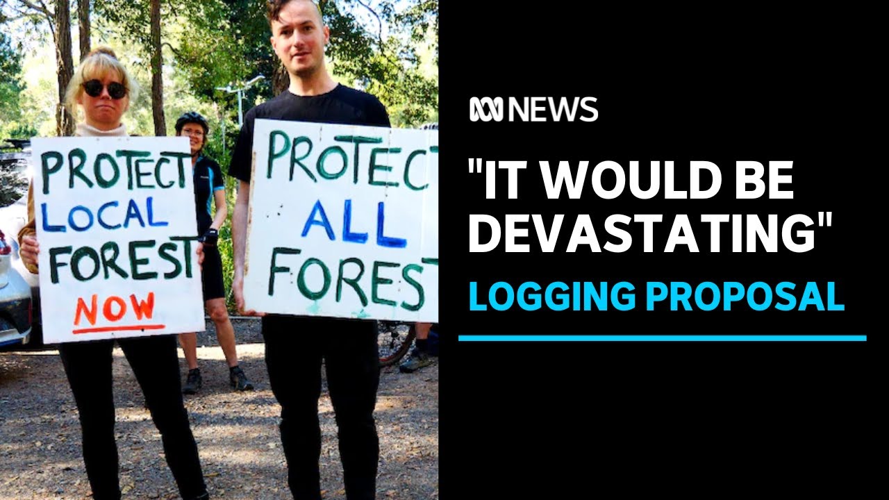 Native Logging Proposal Unites Sunshine Coast Bikers Residents Environmentalists ABC News native-logging-proposal-unites-sunshine-coast-bikers-residents-environmentalists-abc-news