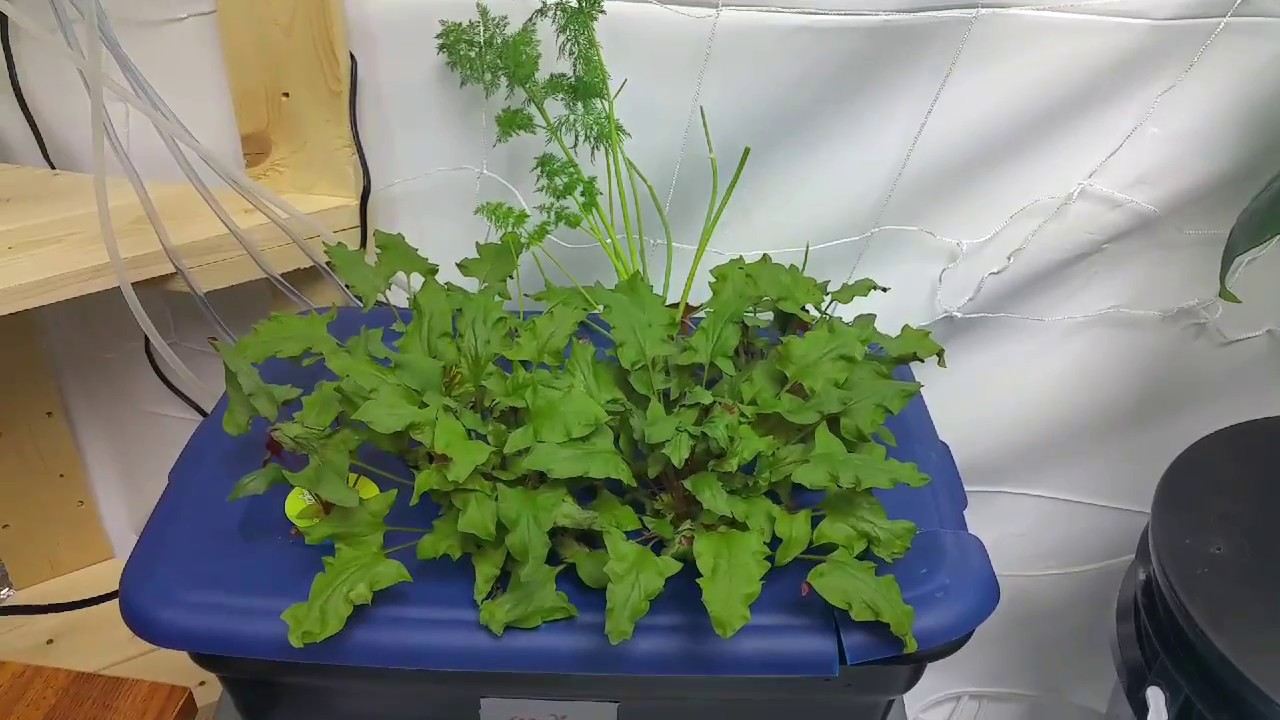Hydroponic Strawberry Spinach and dill - YouTube