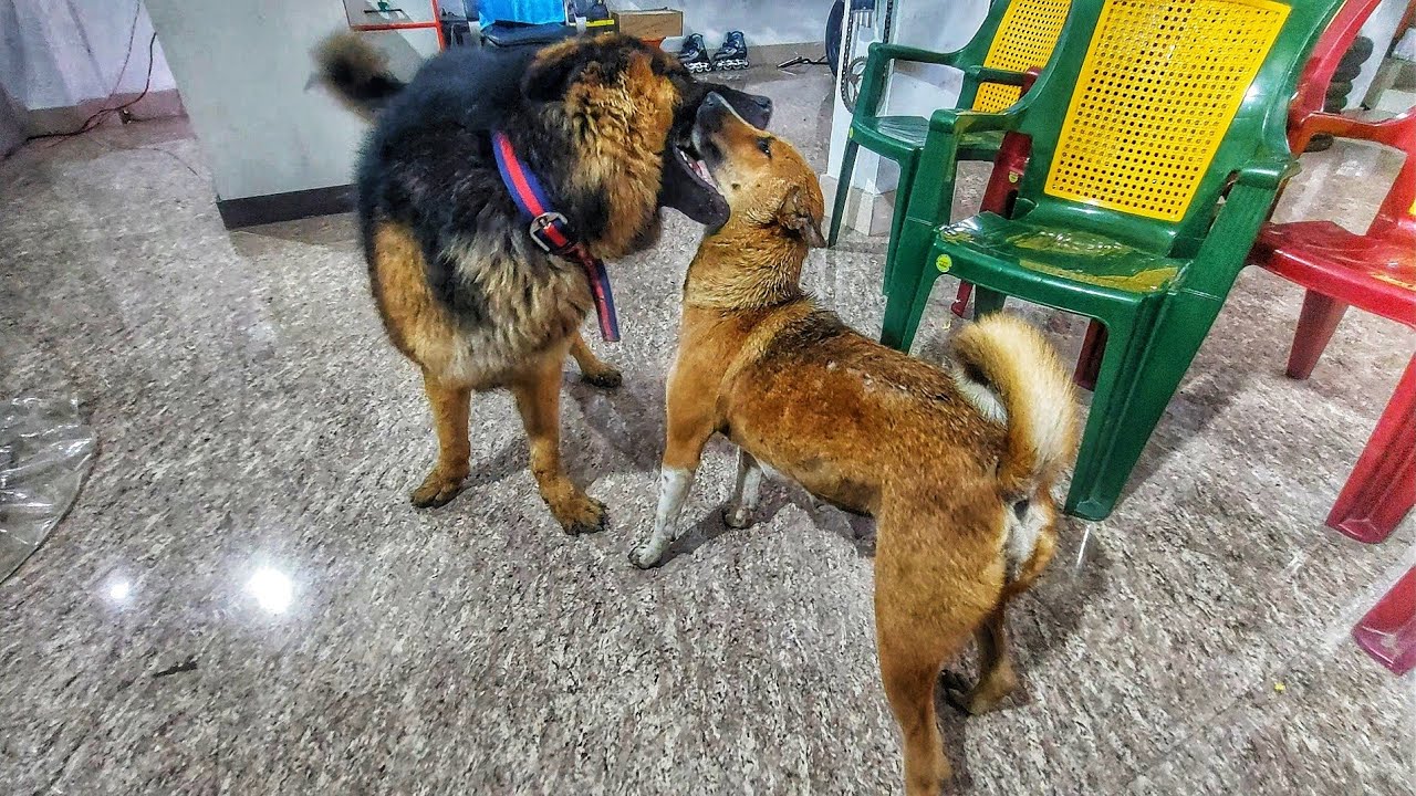 German Shepherd v/s Street Dog - YouTube