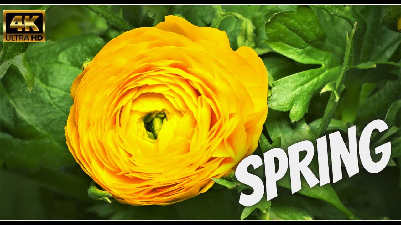 Spring Season Relaxing Nature by 4K clips - The Healing Nature ...