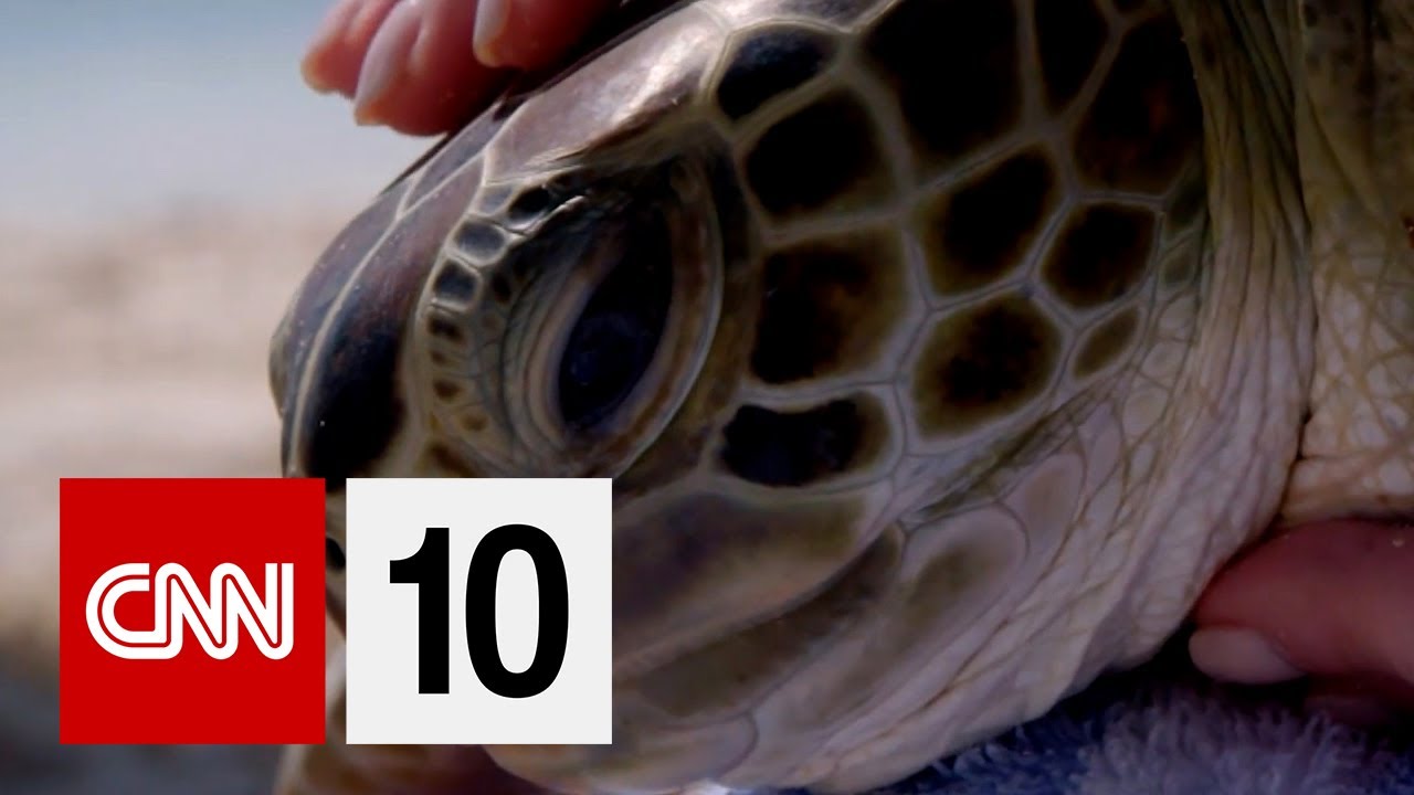 How To Save Sea Turtles - YouTube