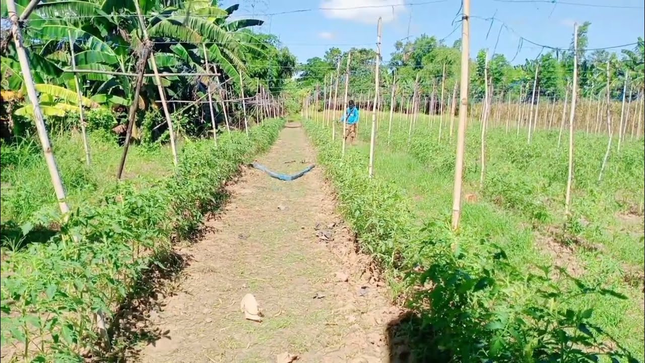 KAMATIS FARMING UPDATE - YouTube