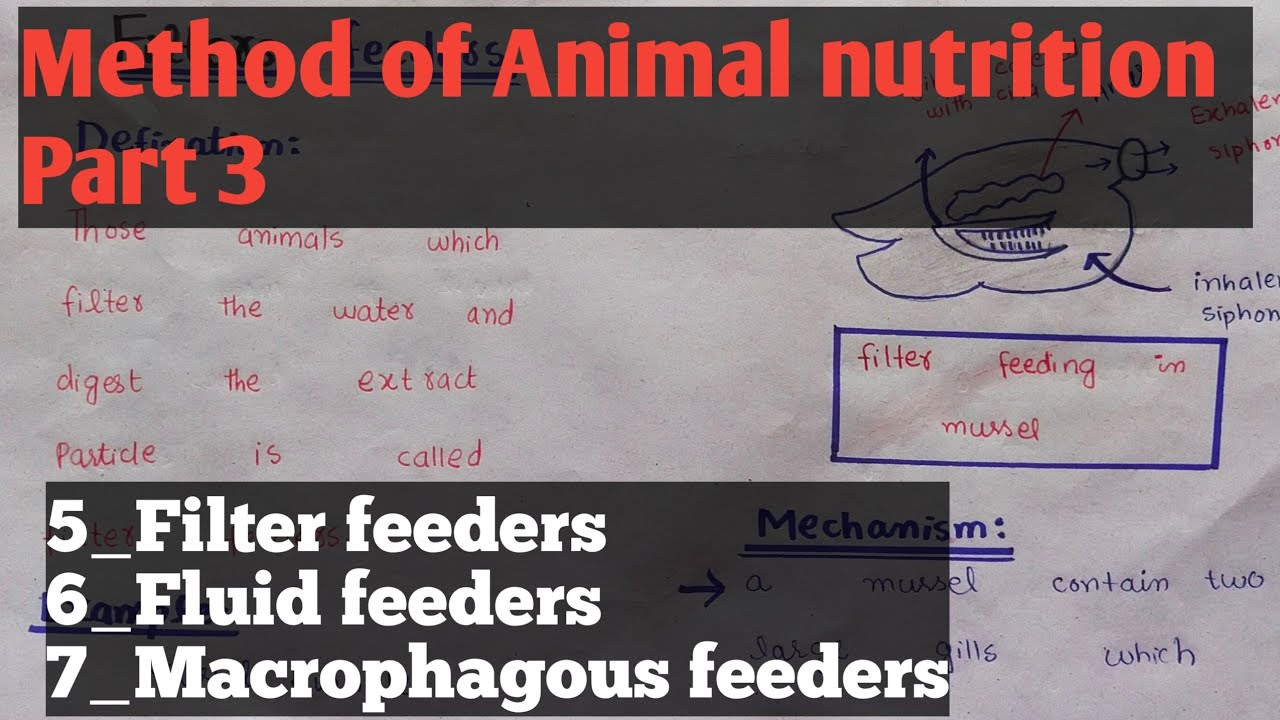 Method of animal nutrition||Part 3||Class 11||Chapter 12||Easy lectures ...