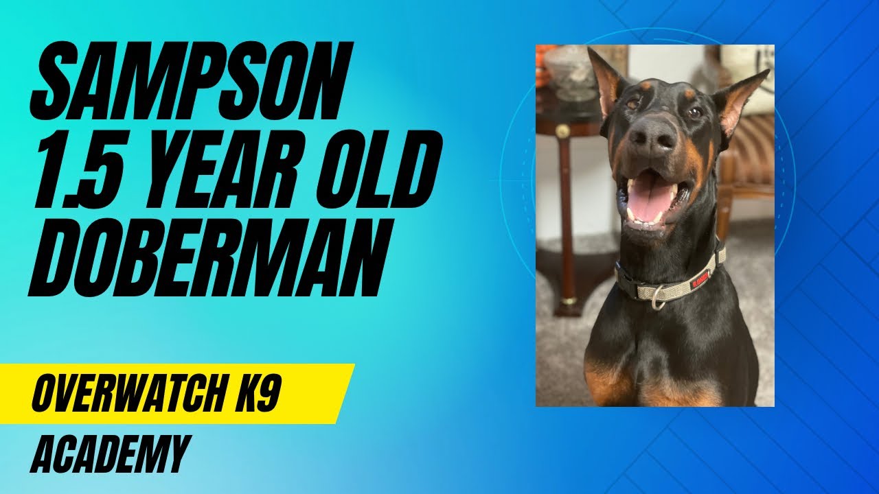 Sampson | 1.5 Year Old Doberman | 14 Day Advanced Training | Overwatch K9 Academy | Obedience ...