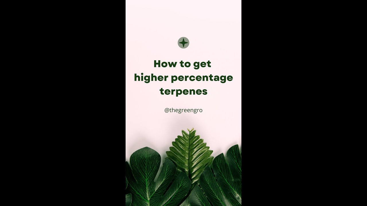 How to get higher percentage terpenes? - YouTube