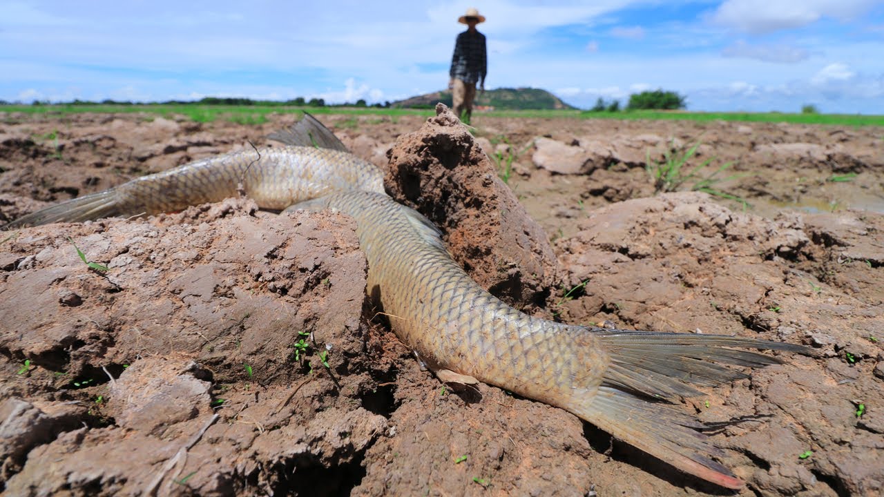 Amazing Catch big fish & a lot Small fish in rice field in dry Season ...