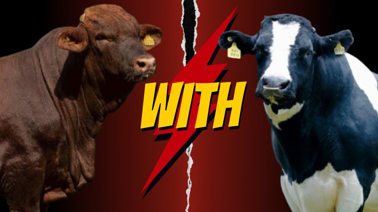 "Beefmaster-Holstein Cross: The Ultimate Dual-Purpose Livestock for ...