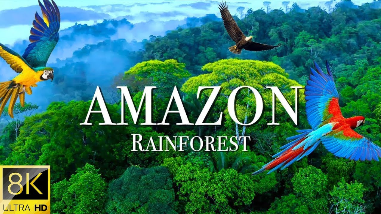 Amazon Rainforest 4K UHD | World's Largest Rainforest | Amazon Jungle ...