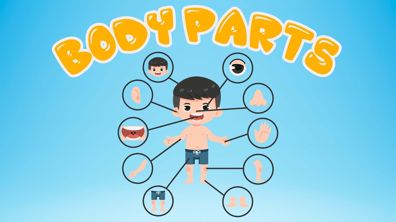 Body Parts identification - YouTube