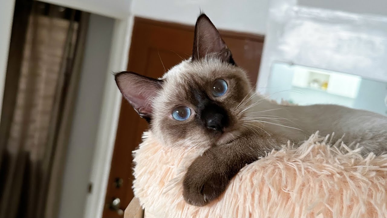 this is how talkative and loud siamese cats are | tofu the siamese cat ...