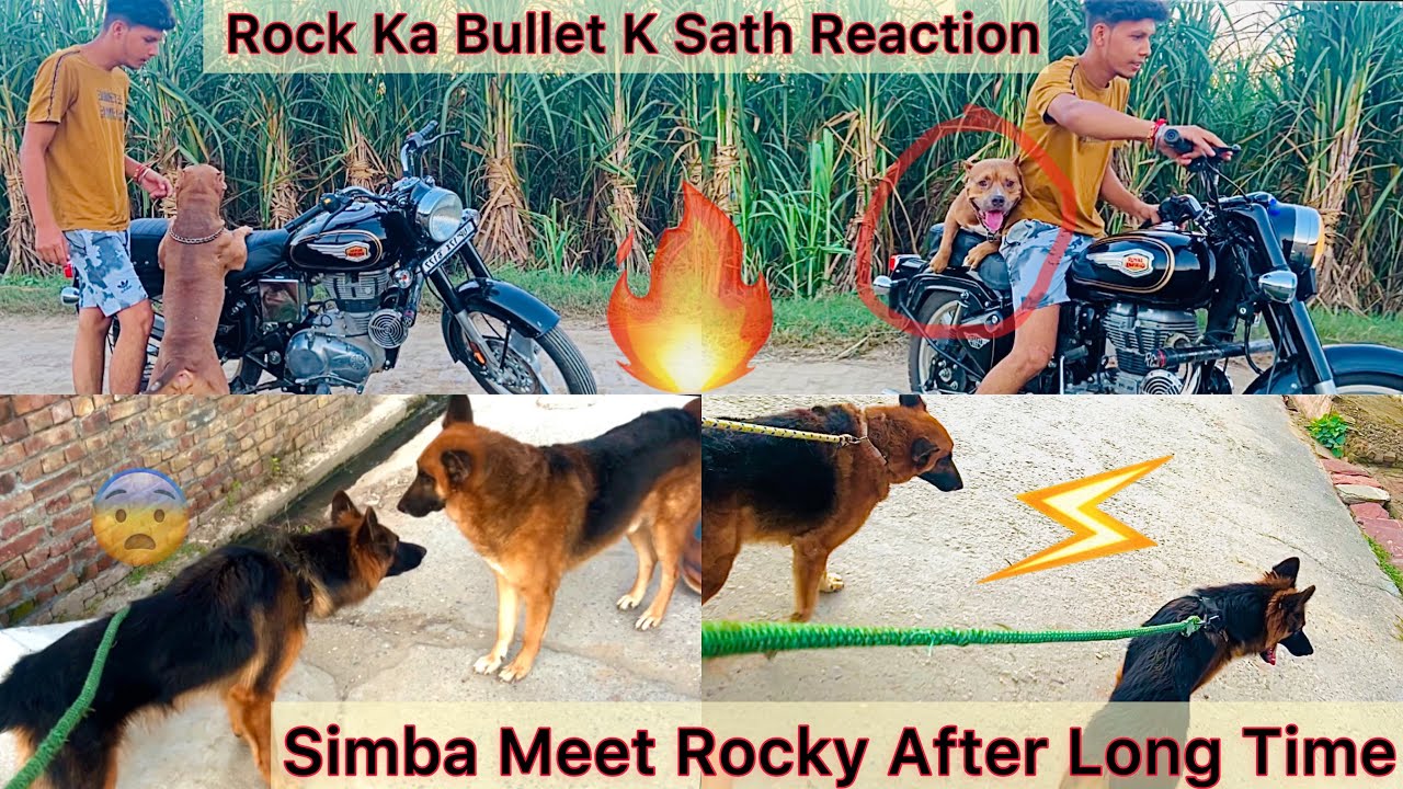 Rock Ka Bullet K Sath Reaction Liya😁|| Simba Rocky Sa Mila Etna Dino K ...