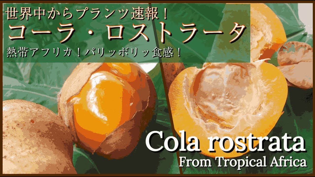 世界中からプランツ速報！[アフリカ]コーラ・ロストラータ Cola rostrata from Tropical Africa - YouTube