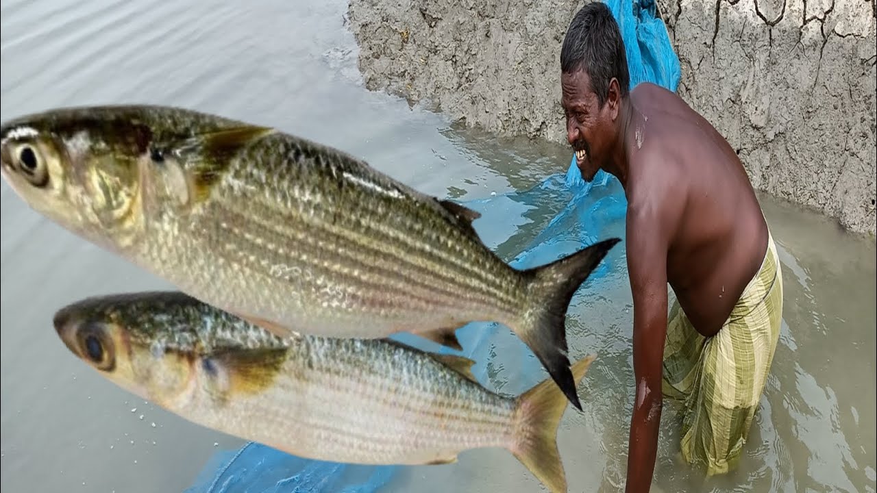 পর্শে মাছ || Parshe Mach || Fishing In River Canel At Sandeshkhali ...