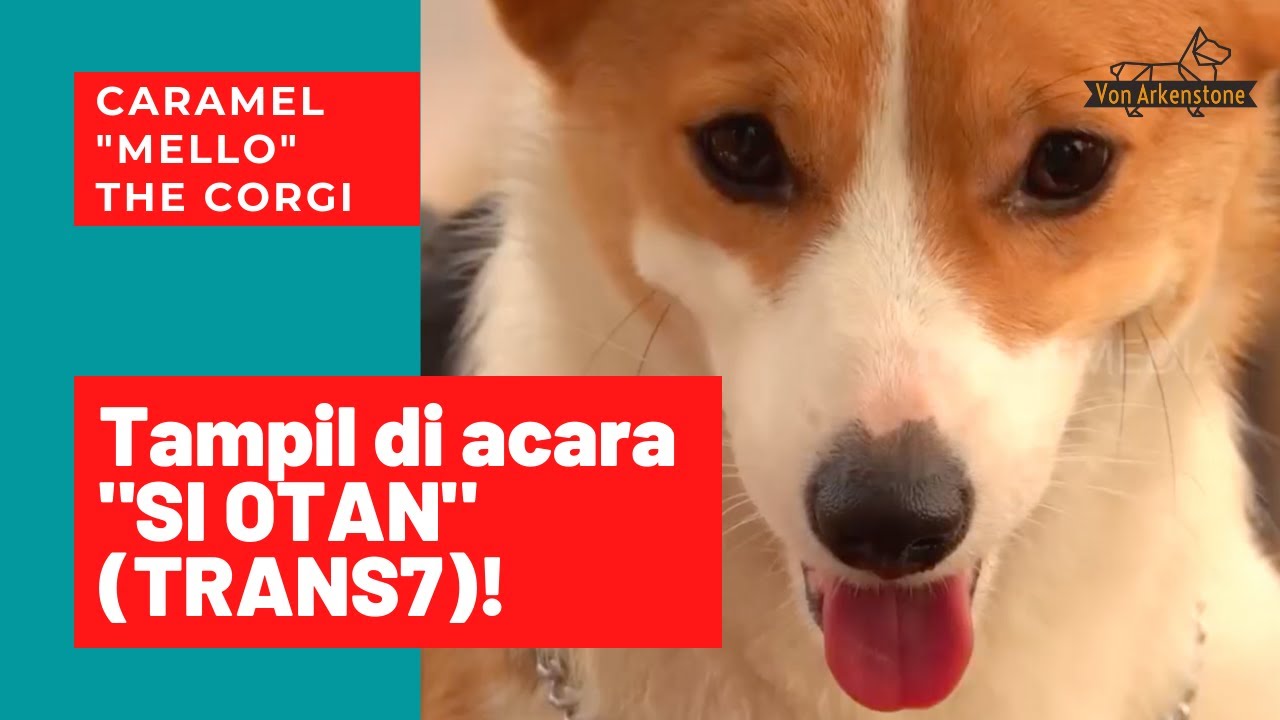 MELLO THE CORGI TAMPIL DI ACARA "SI OTAN" (TRANS7)! | Von Arkenstone ...