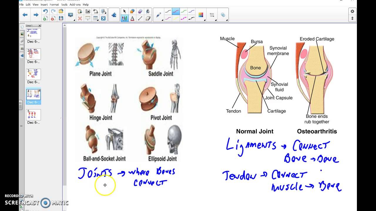 Musculoskeletal System Youtube