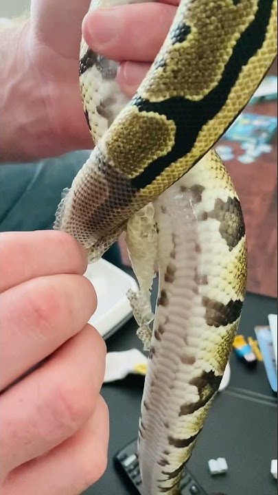 BALL PYTHON SHEDDING HER SKIN - #shorts - YouTube