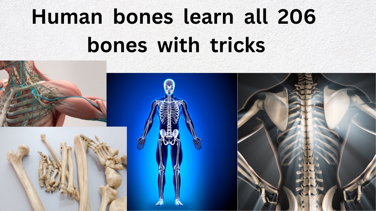 Human Bones Learn All 206 Bones with Tricks | All 206 Human Bones ...