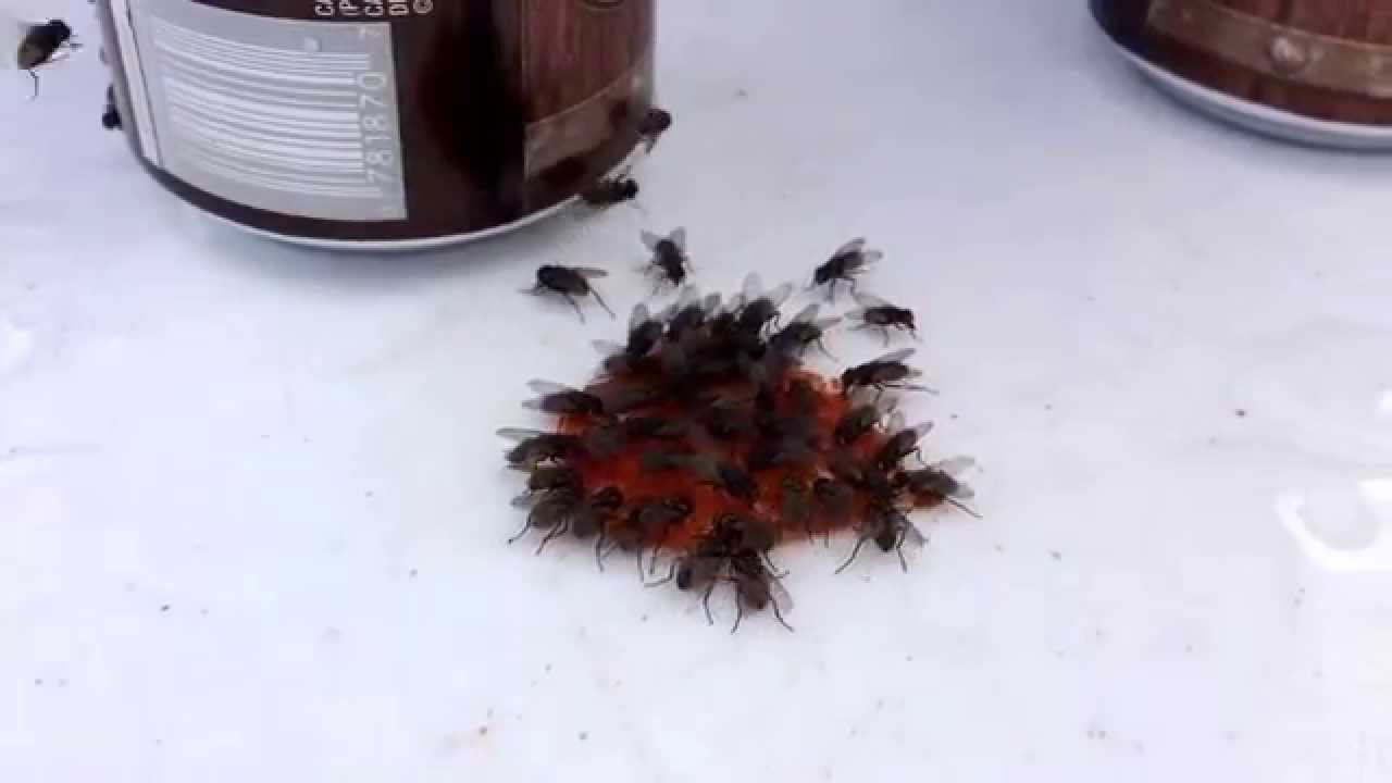 Horrifying Disgusting Flies - YouTube