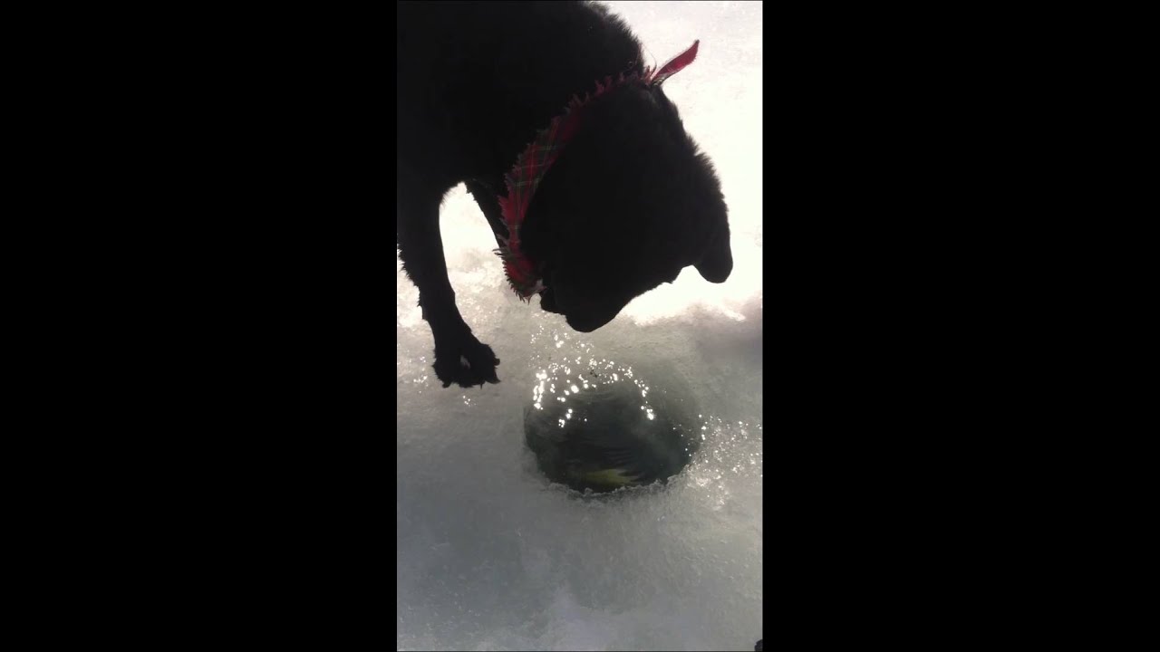 Ice Fishing Dog (our silly black lab) - YouTube