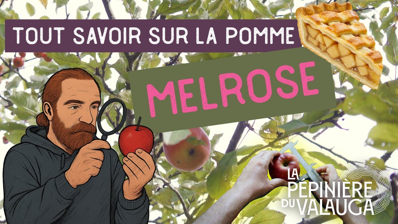 Tout savoir sur la Pomme Melrose | Portrait de variété - YouTube