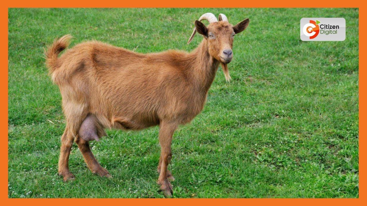 | Kenya's Gold | Alpine Goats - YouTube