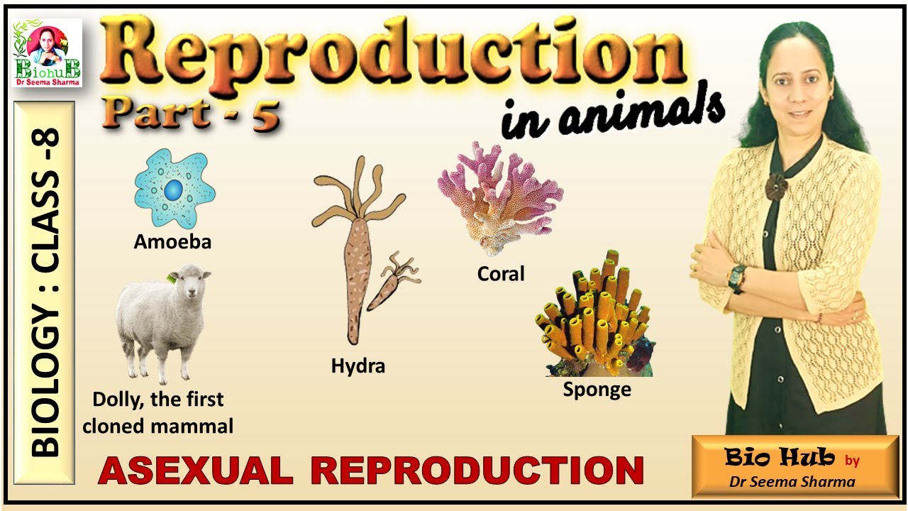 Class 8 Chapter 9 Reproduction in Animals Part- 5 - YouTube