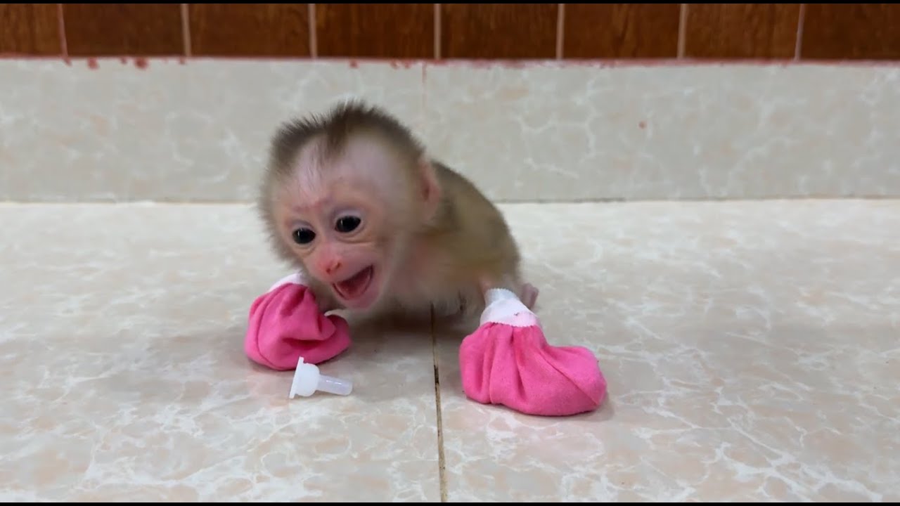 Pity Newborn Baby Monkey Crying Seizure Need Mom Attention - YouTube