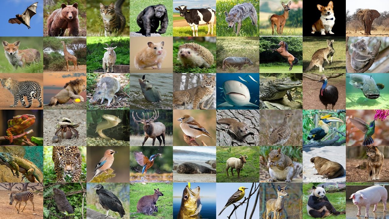 Different Animal Species How Can 9 Species Look So Different Yet Be