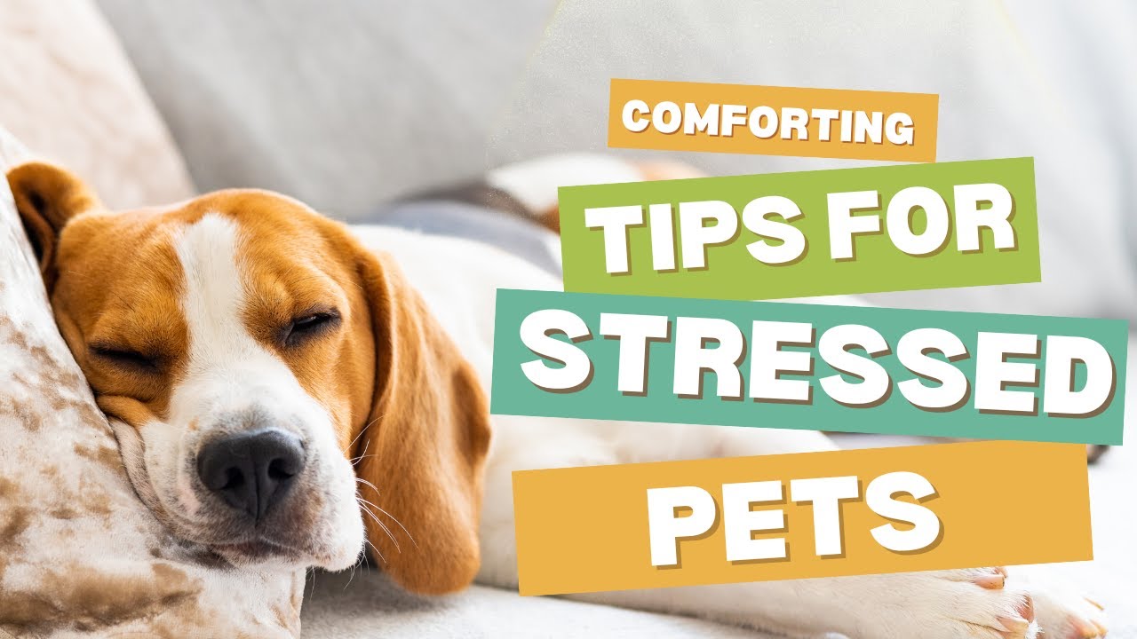 Comforting Tips for Stressed Pets - YouTube
