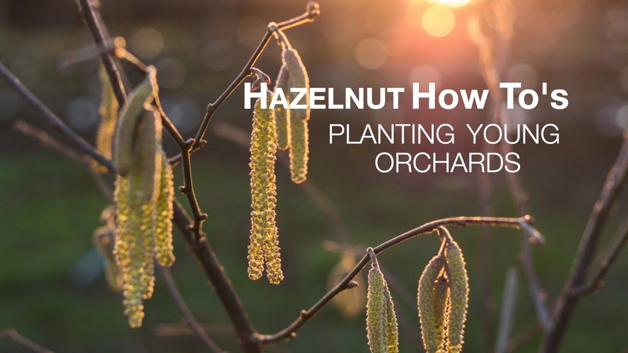 Hazelnut Planting Guide