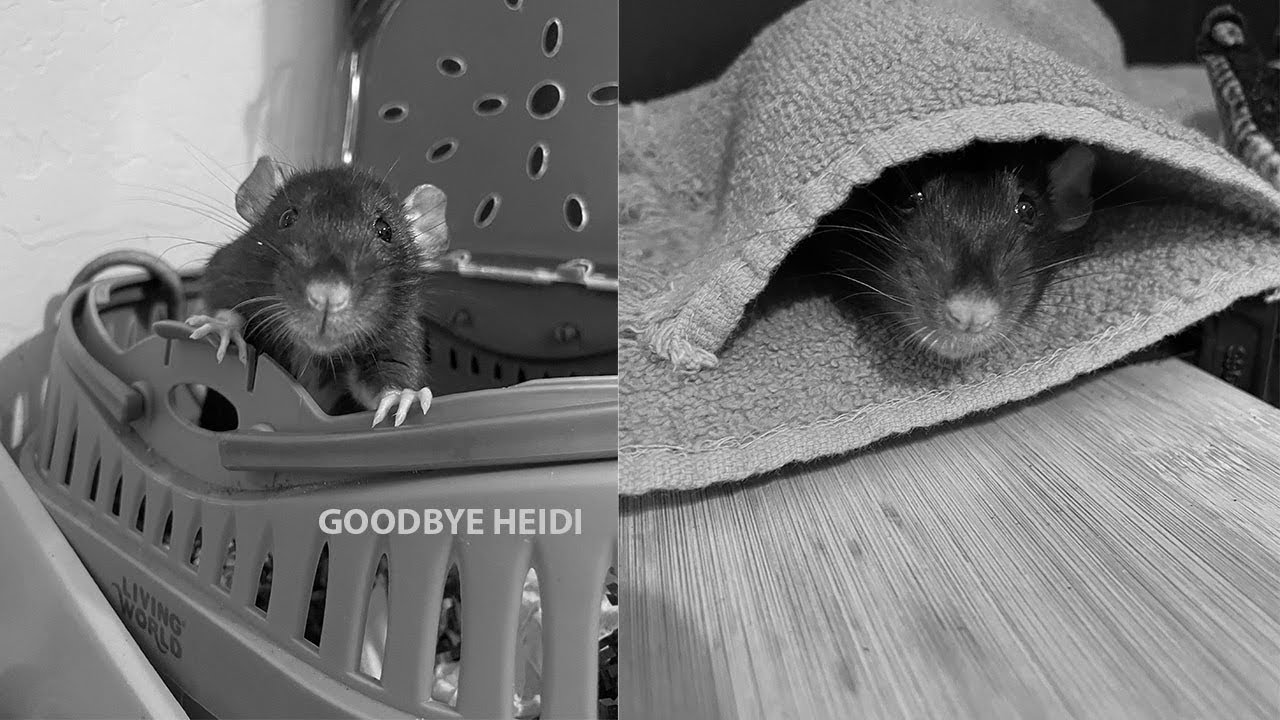 Goodbye, Heidi - YouTube