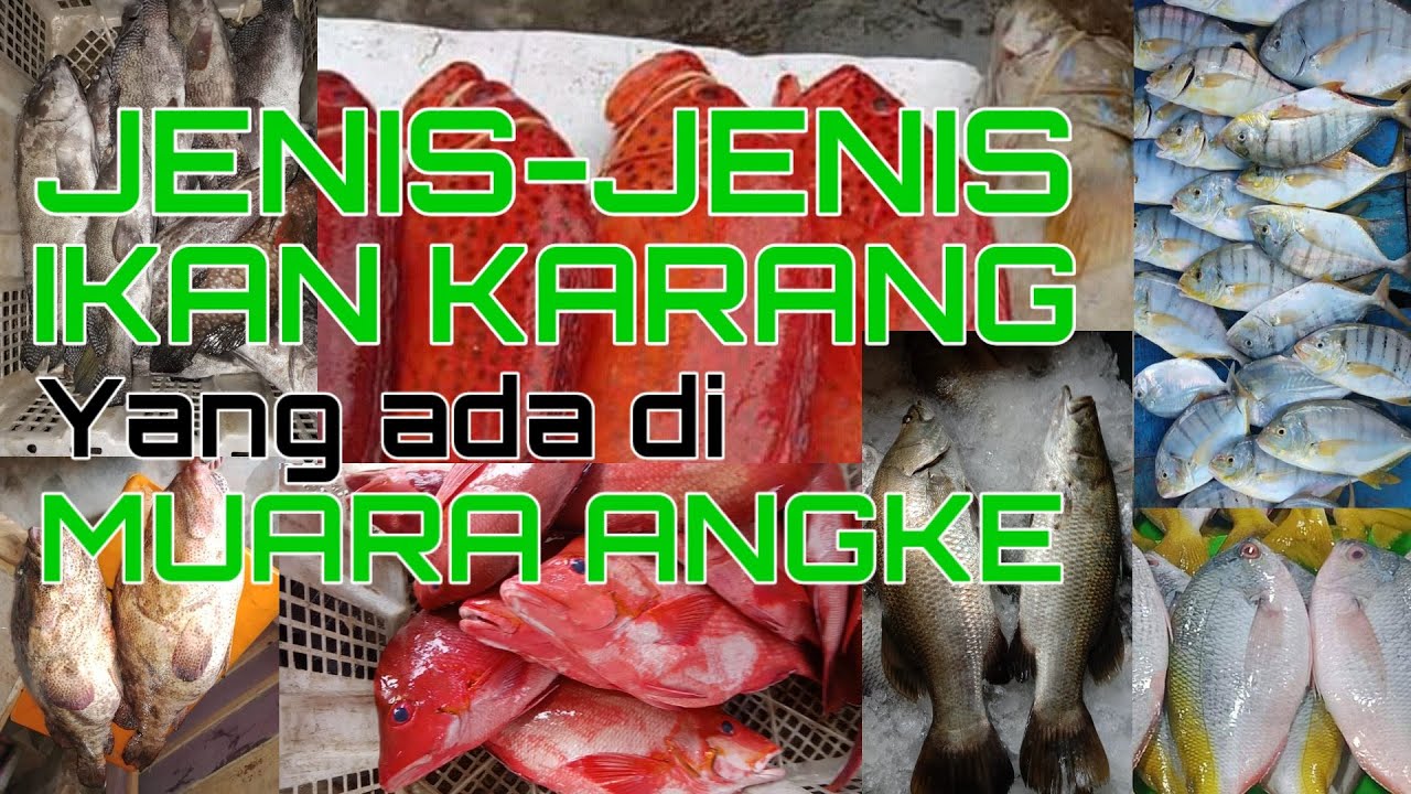 Jenis Jenis Ikan Karang di Pasar Ikan Muara Angke - YouTube