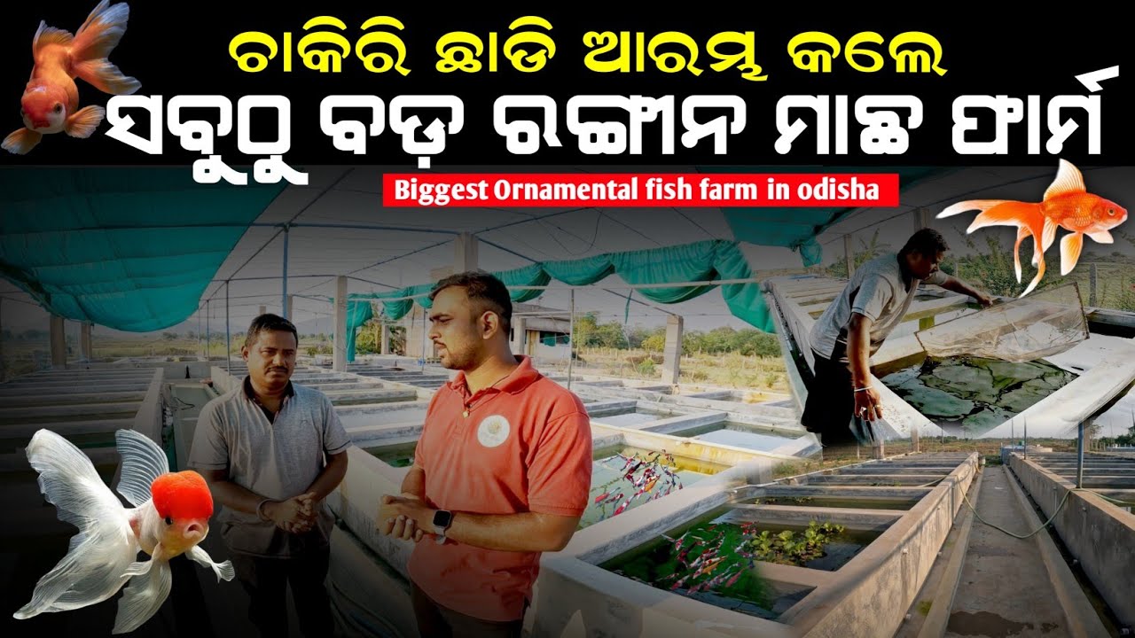 ରଙ୍ଗୀନ ମାଛ ଚାଷ | ornamental fish farming in odisha | Krushak sathi ...