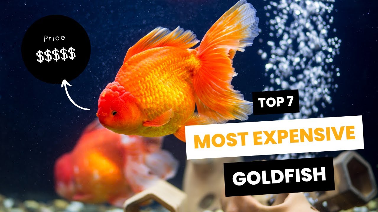 World's Most Expensive Goldfish - YouTube