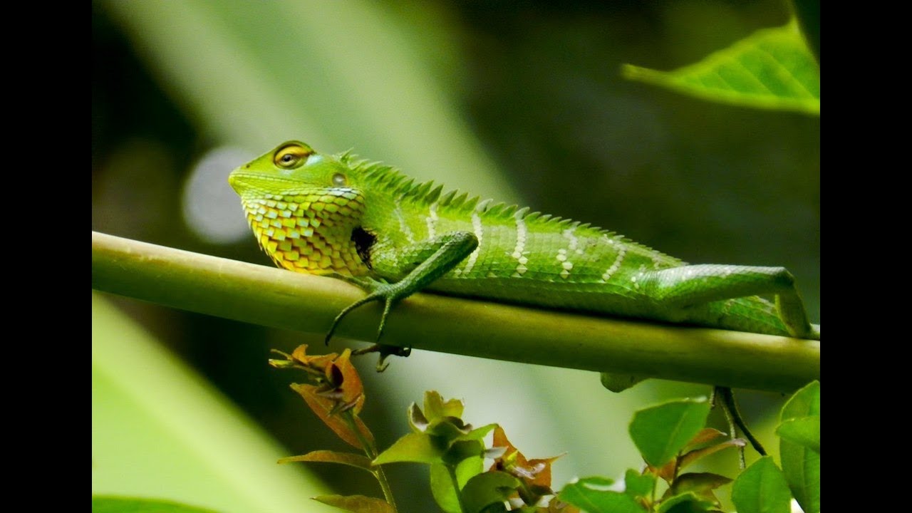 lizard life cycle - YouTube