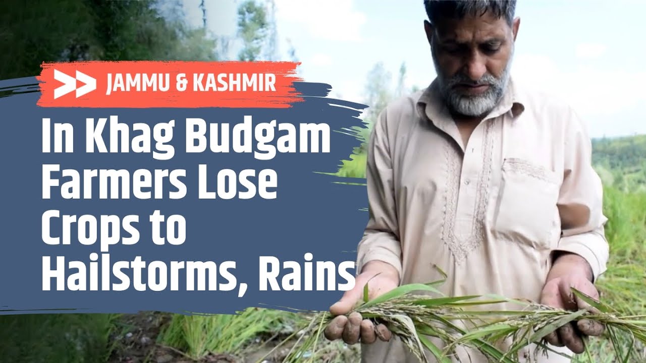 Khag (Budgam) Farmers Lose Crops to Hailstorms and Rains, Demand ...